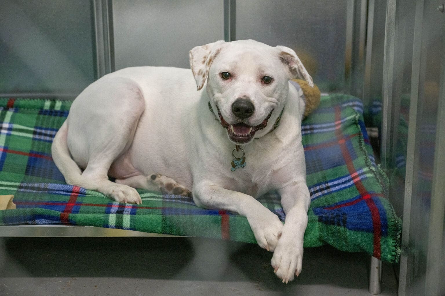 A Forever Home Animal Rescue Hosts Grand Opening Of New Location