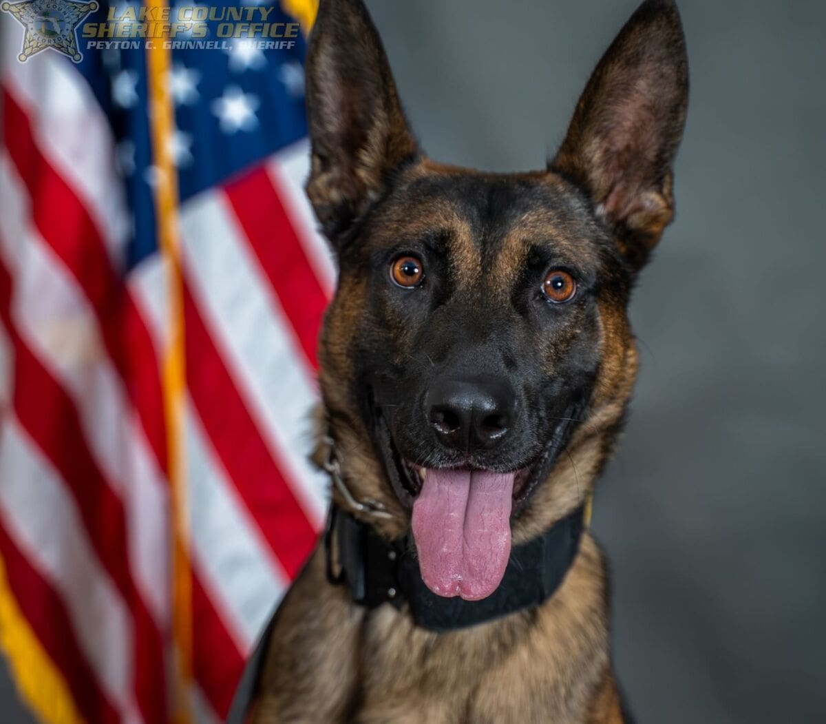 Lake County Sheriff’s Office Welcomes Firearms Detection K9 “Benny”