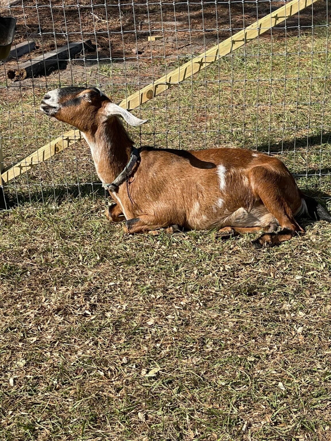 “Goat Busters" Aid in Dramatic Late-Night Goat Rescue in Lake County